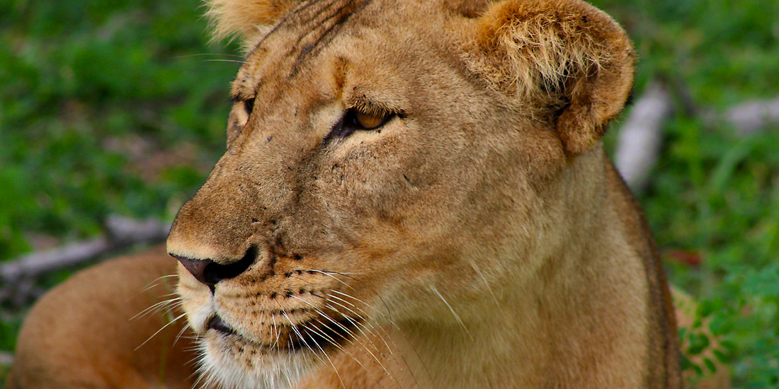 Pure Afro Safari | PURE AFRO TRAVELS